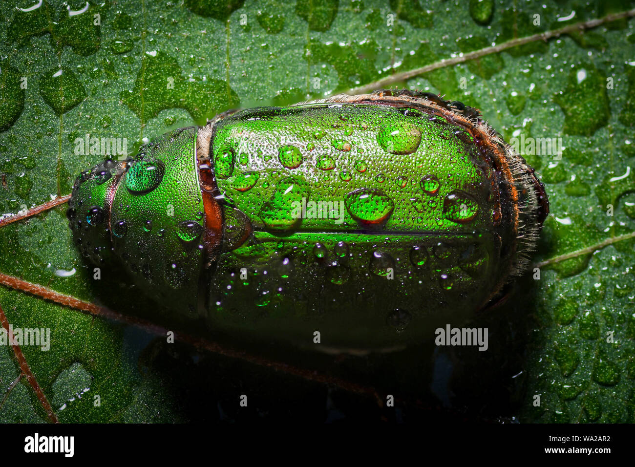 A wet green beetle bug resting on a leaf on a rainy day with rain water ...