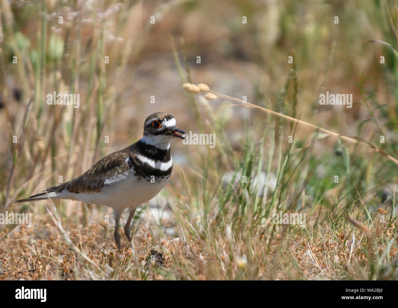 Protecting bird nesting hi-res stock photography and images - Alamy