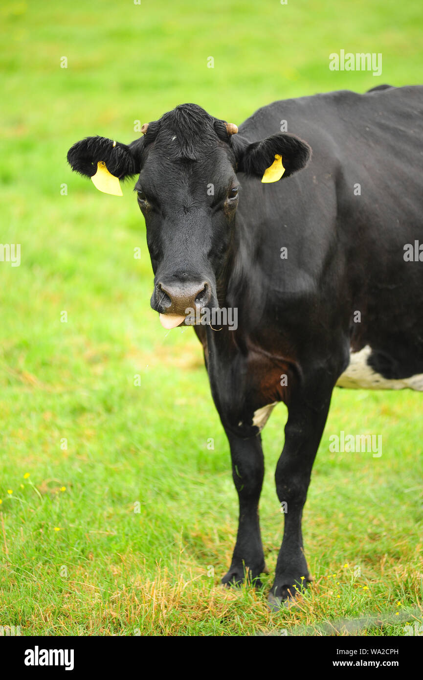 New Zealand dairy cows Stock Photo - Alamy