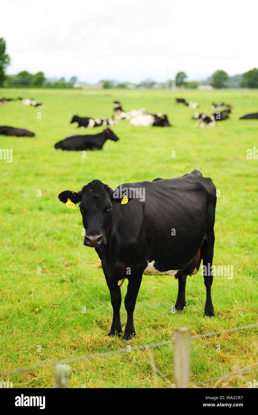 New Zealand dairy cows Stock Photo - Alamy