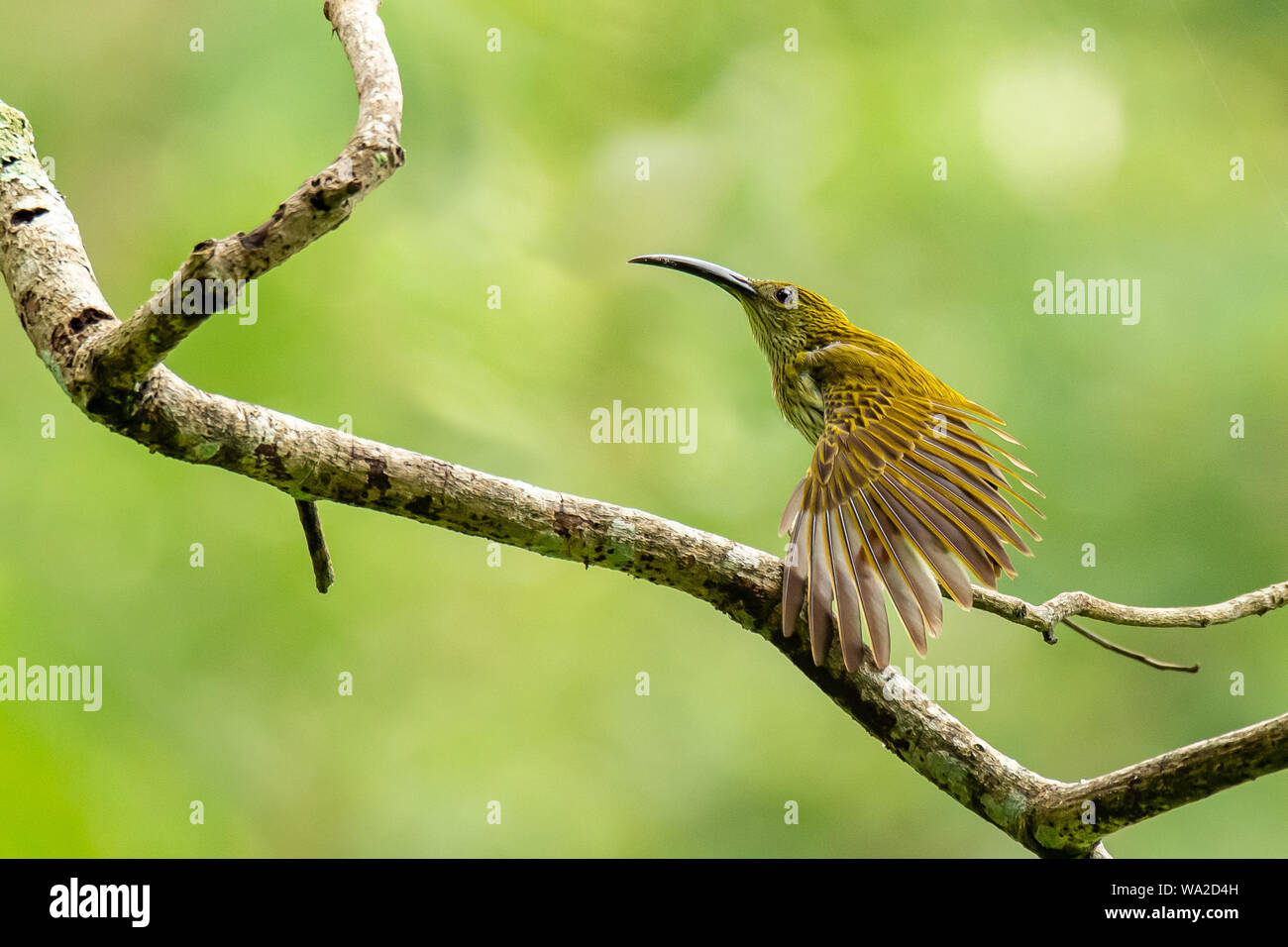 Streaked Spiderhunter perching on perch, stretching its wing isolated ...