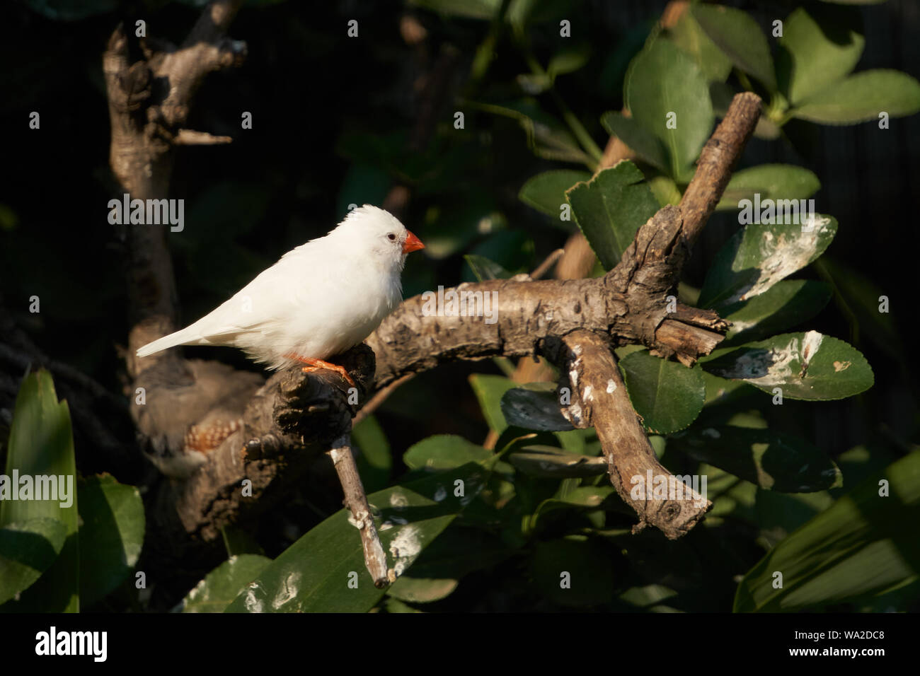 White zebra finch hi-res stock photography and images - Alamy