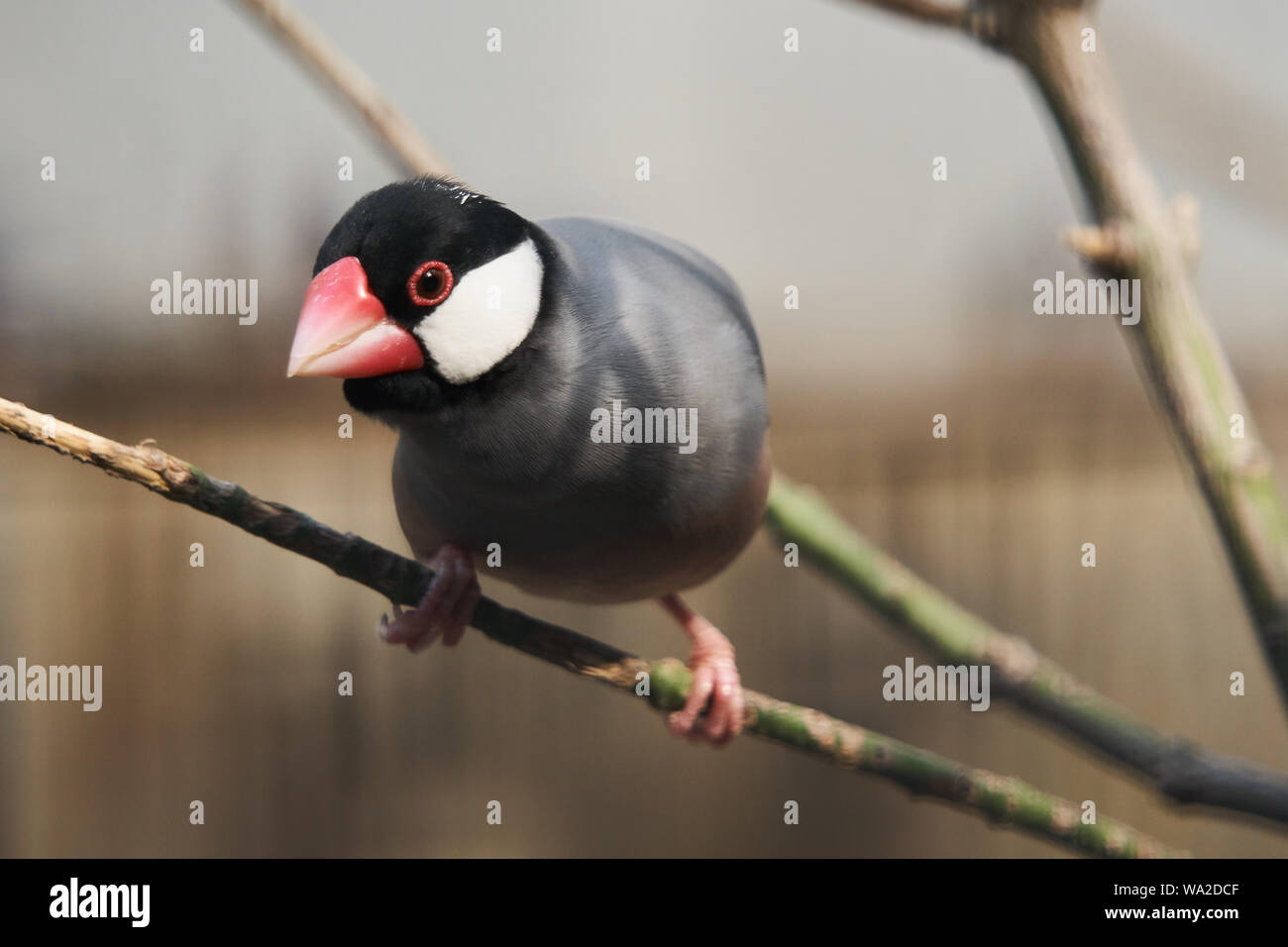 Rice bird hi-res stock photography and images - Alamy