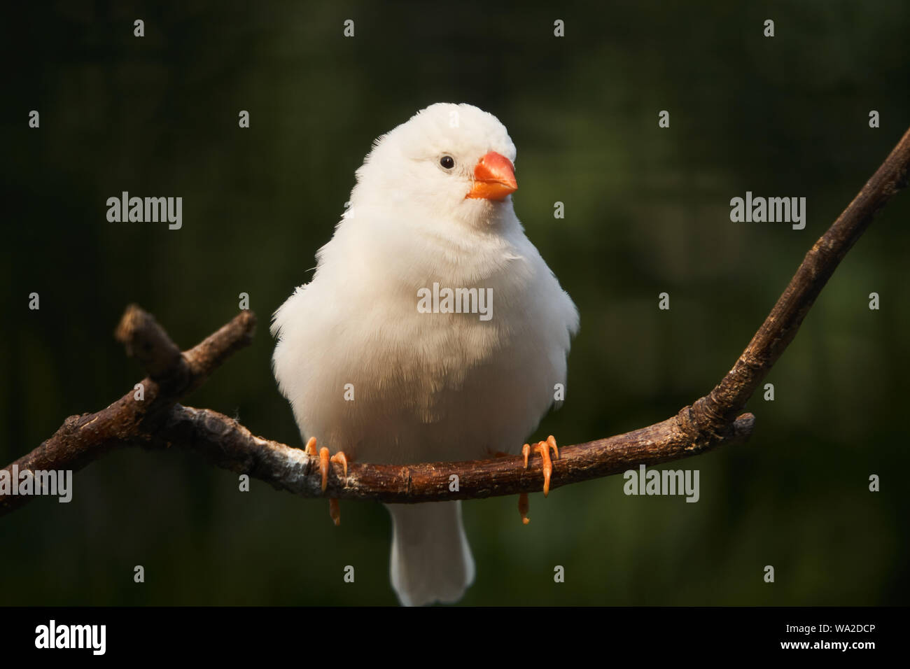White zebra finch hi-res stock photography and images - Alamy