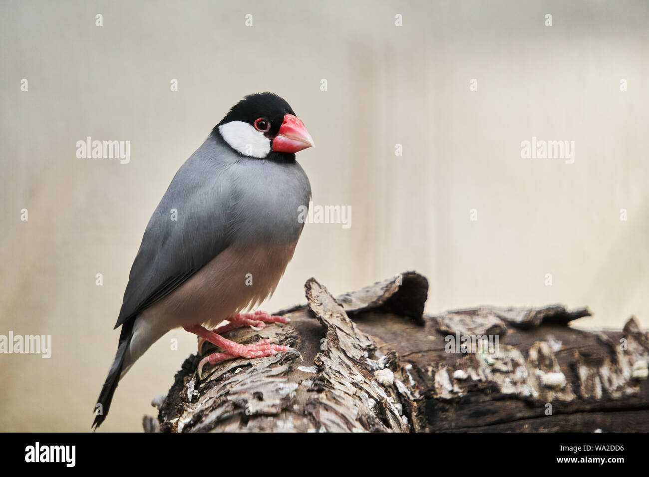 Rice bird hi-res stock photography and images - Alamy