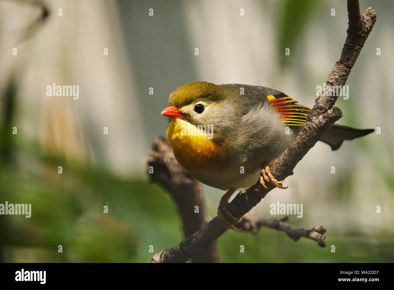 Red billed leiothrix hi-res stock photography and images - Alamy