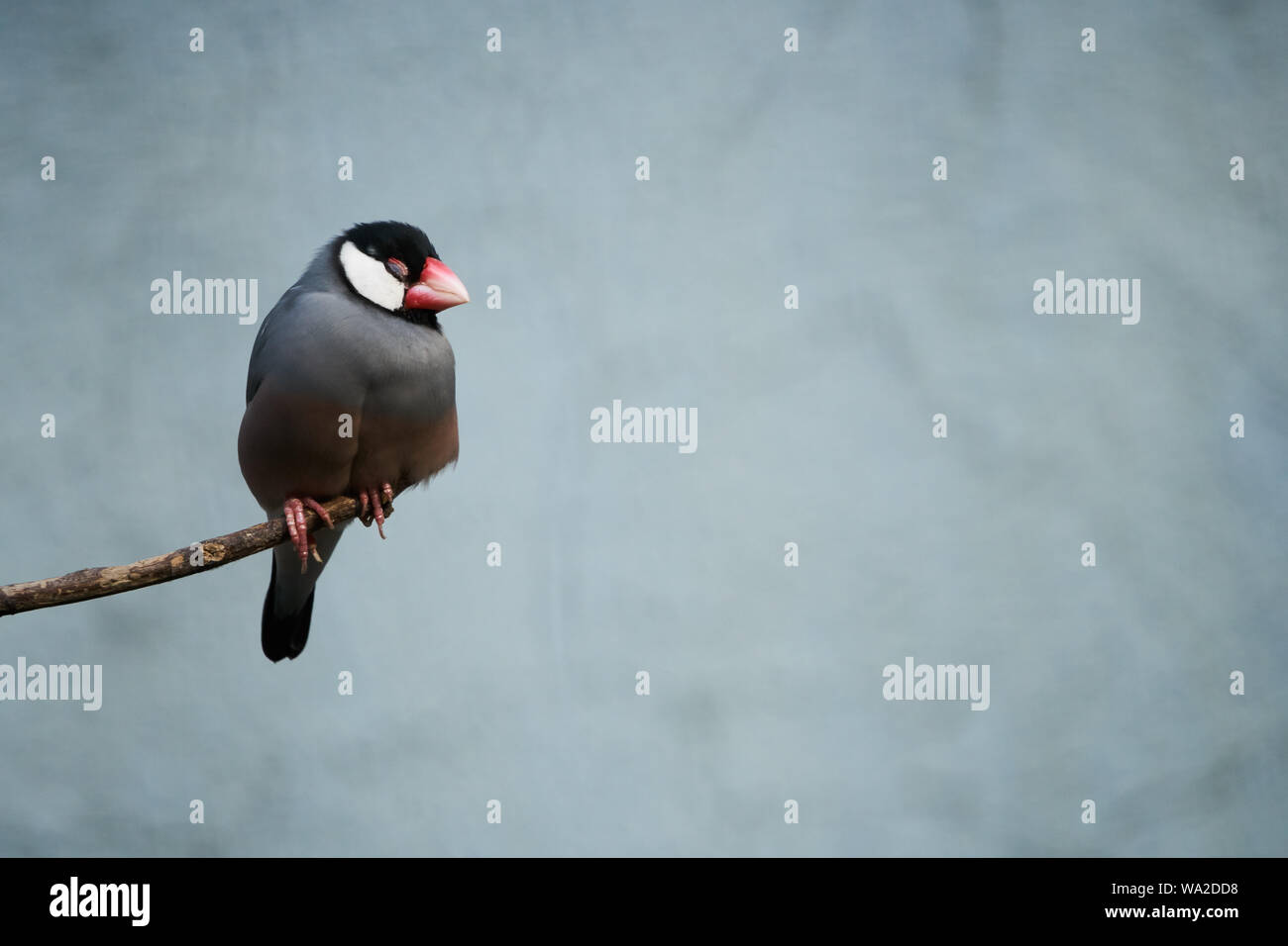 Sleep profile hi-res stock photography and images - Alamy