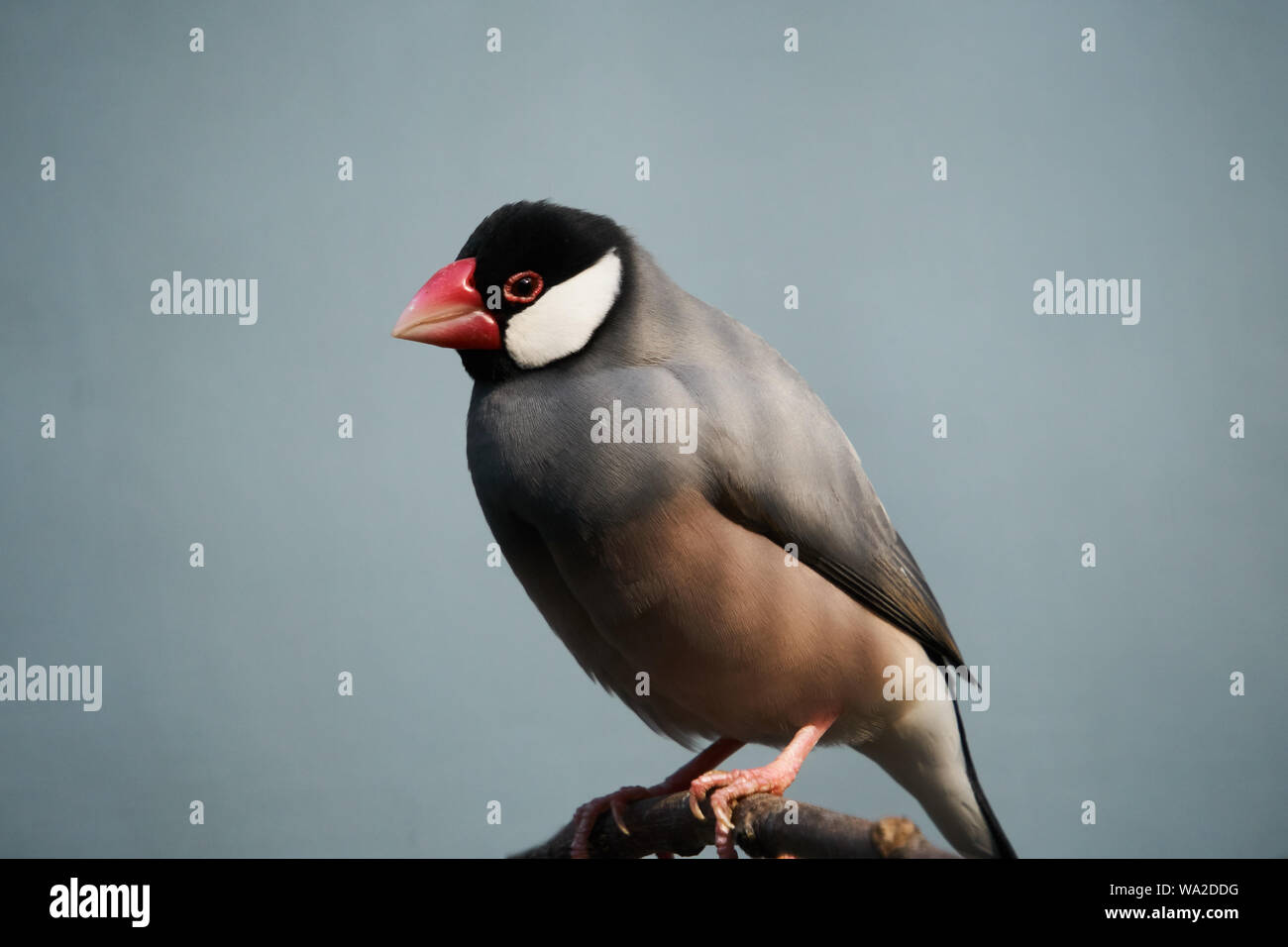 Rice bird hi-res stock photography and images - Alamy
