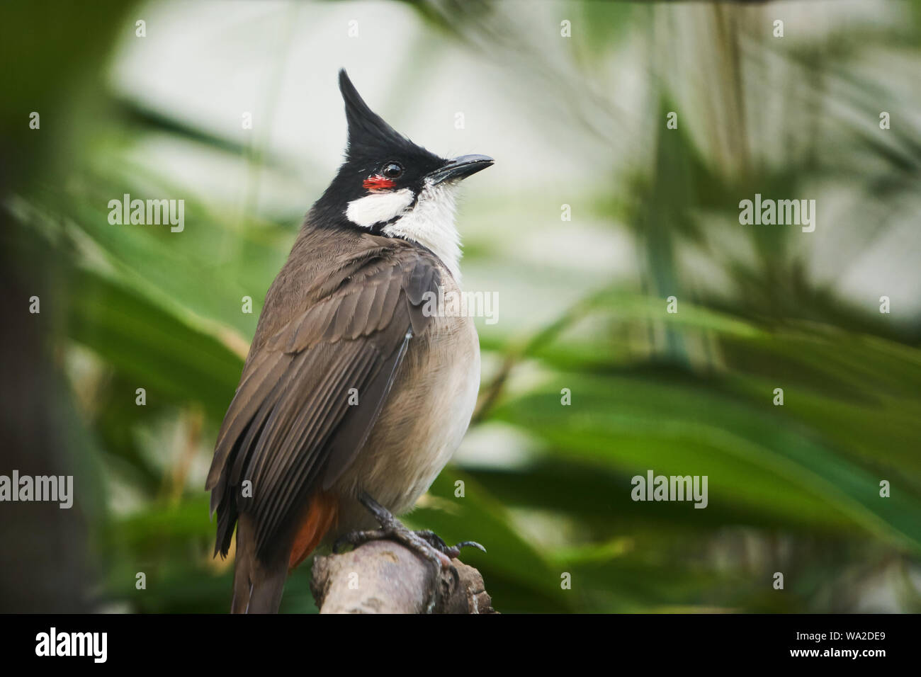 Red ear Bei bird Stock Photo - Alamy