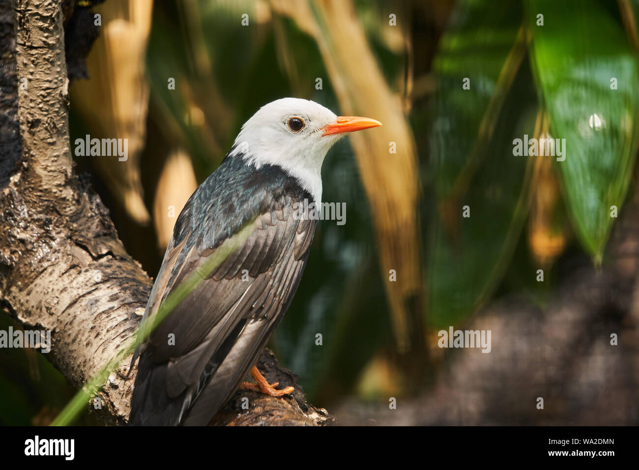 A long short feet Bei Stock Photo - Alamy