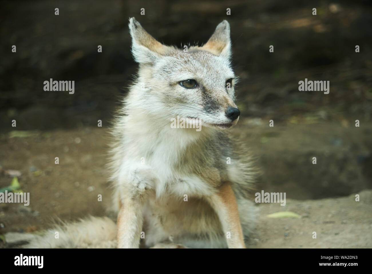 Animal sha hi-res stock photography and images - Alamy