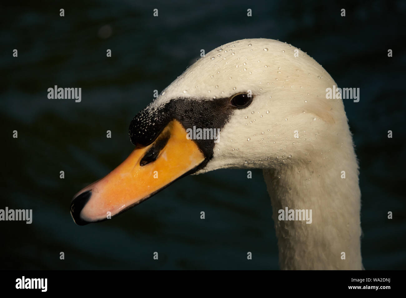 White swan head features Stock Photo - Alamy