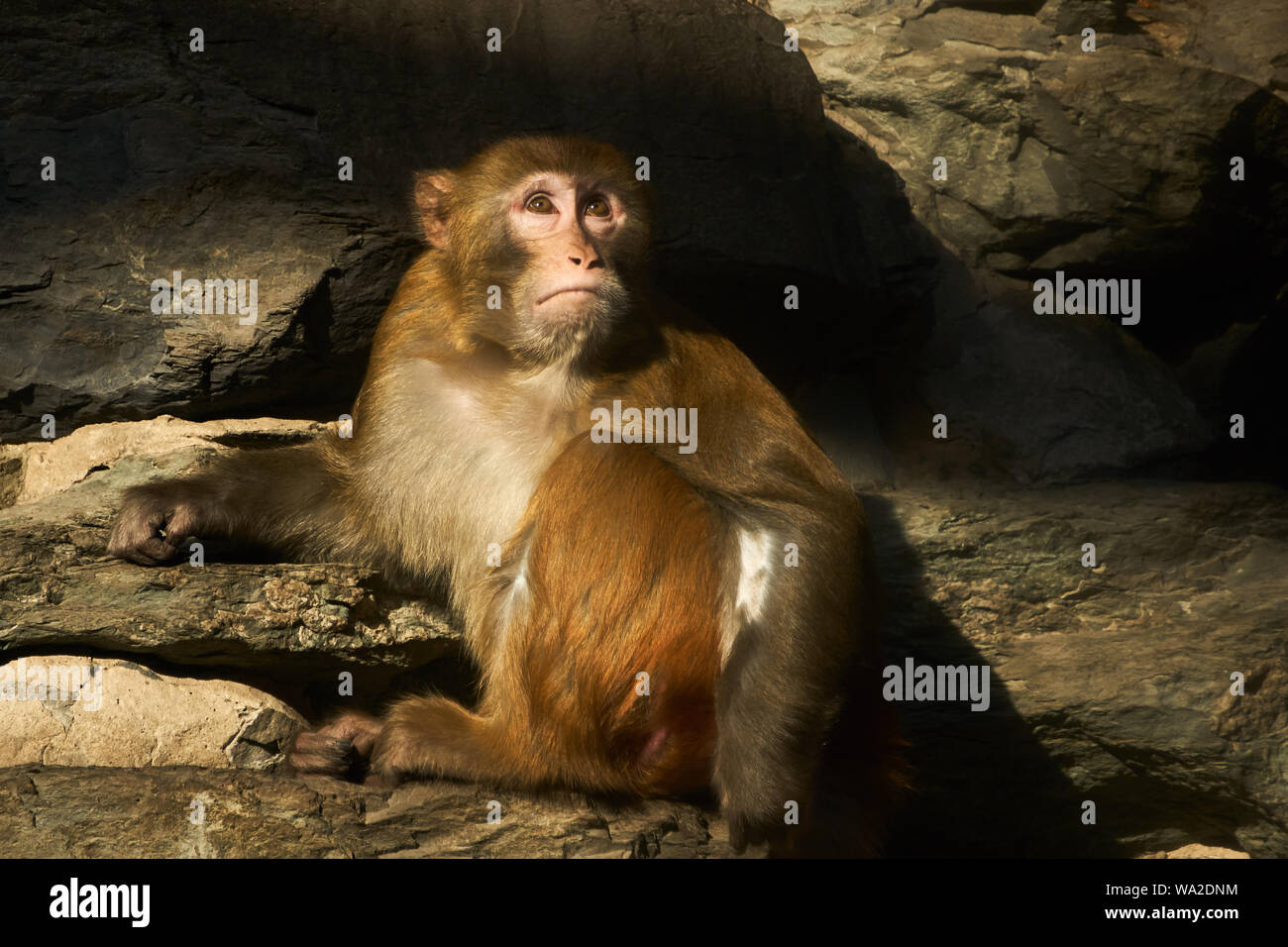 Staring monkey hi-res stock photography and images - Alamy