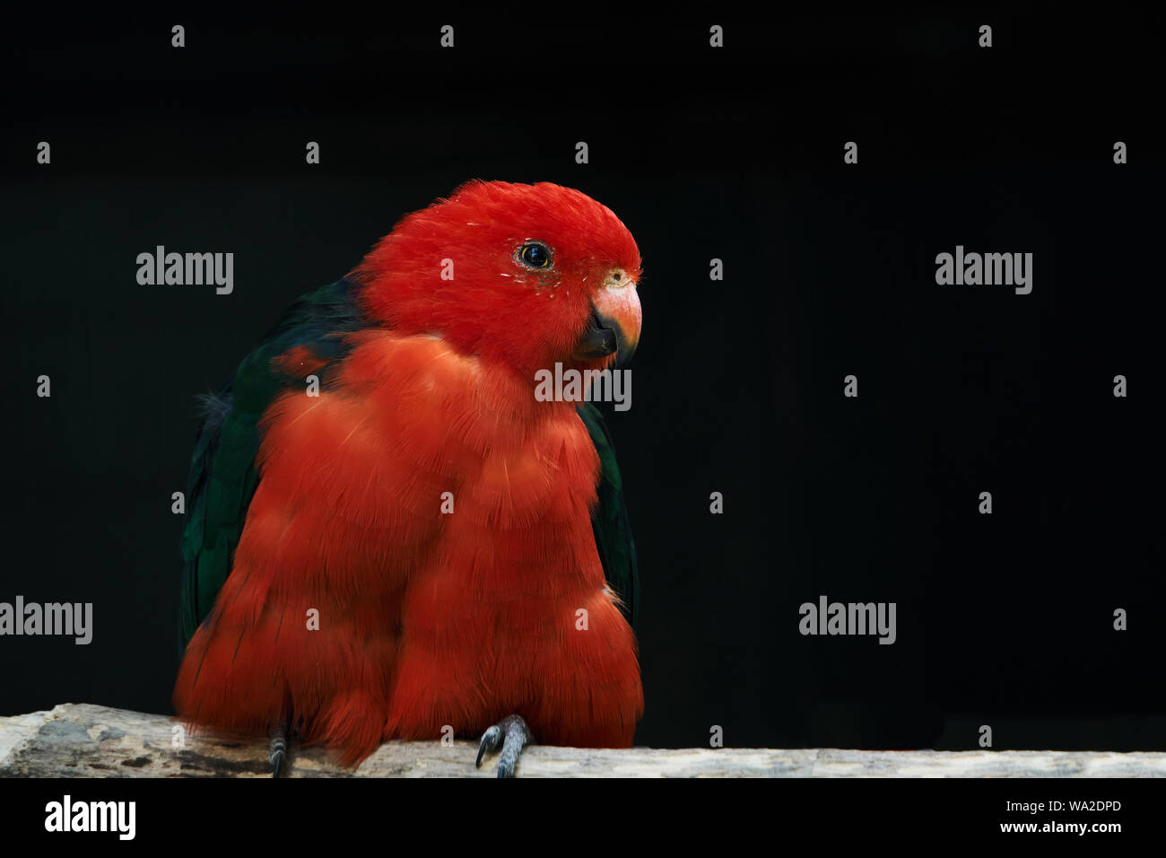 Australian king parrot Stock Photo - Alamy