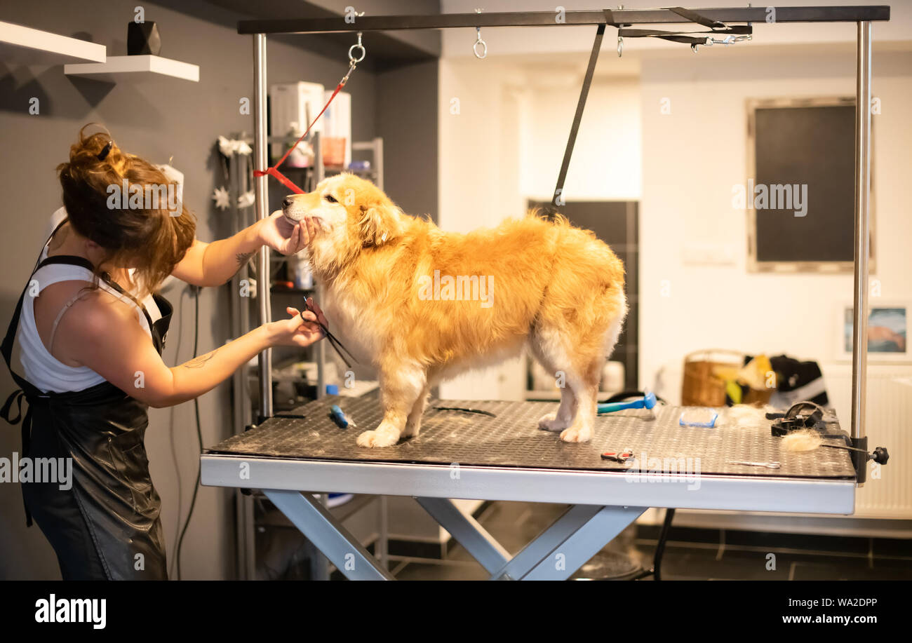 professional pet hairdresser hipster woman with tattoos cutting fur of ...