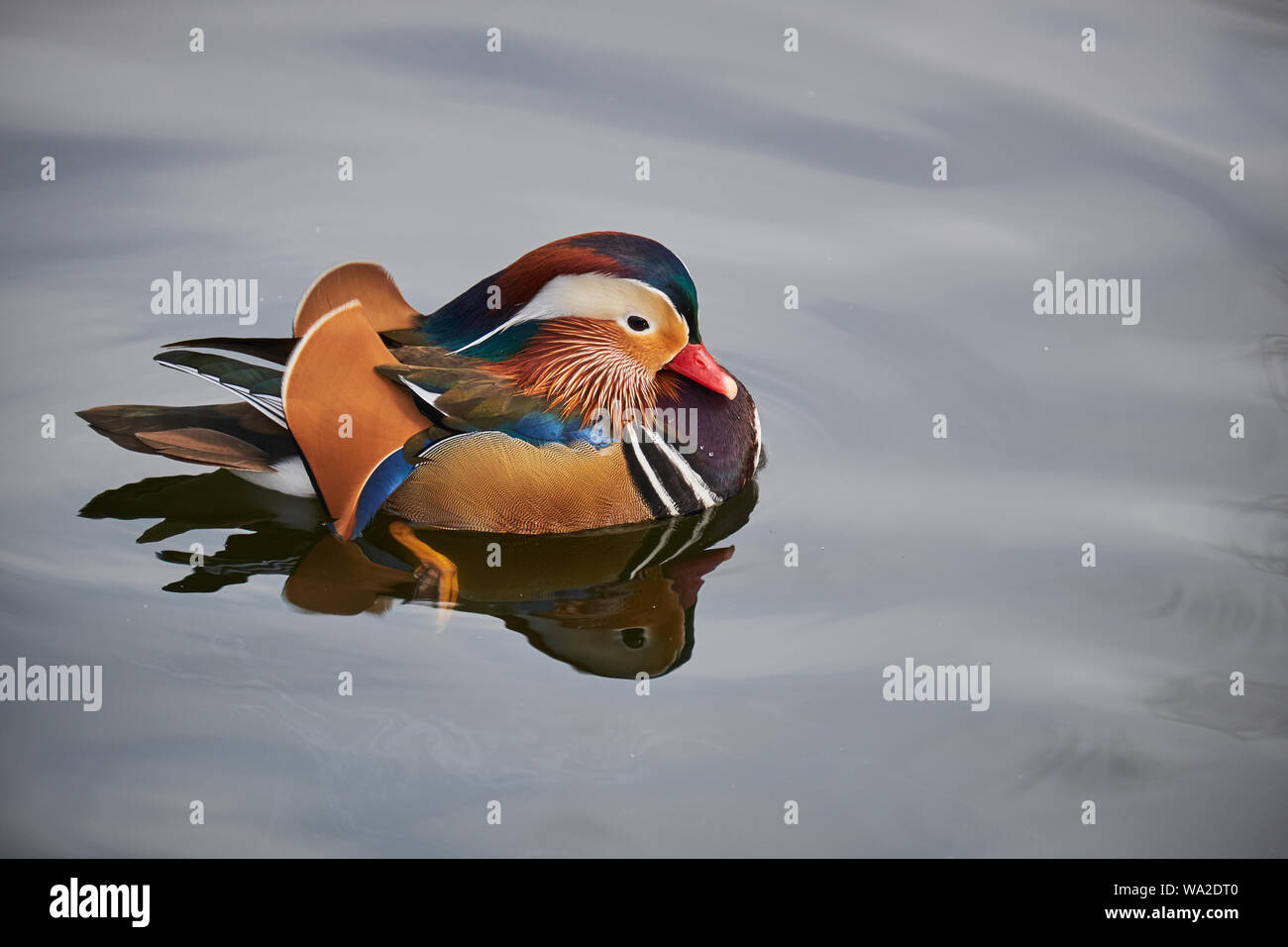 Mandarin duck in water Stock Photo - Alamy