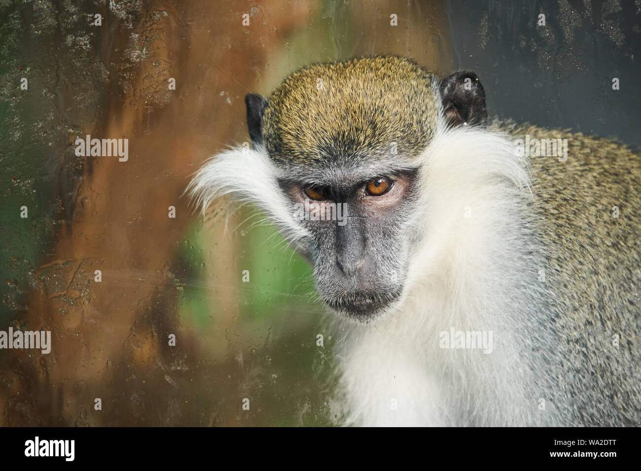 Cui image hi-res stock photography and images - Alamy