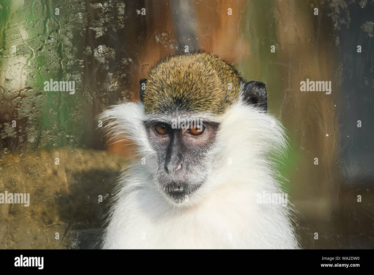 Monkey outdoors hi-res stock photography and images - Alamy