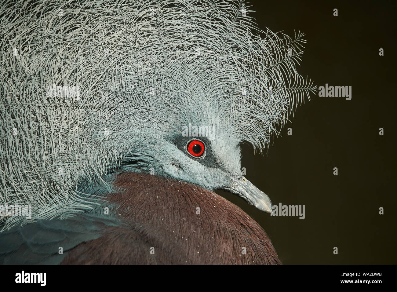 Purple chest rockhopper dove Stock Photo - Alamy