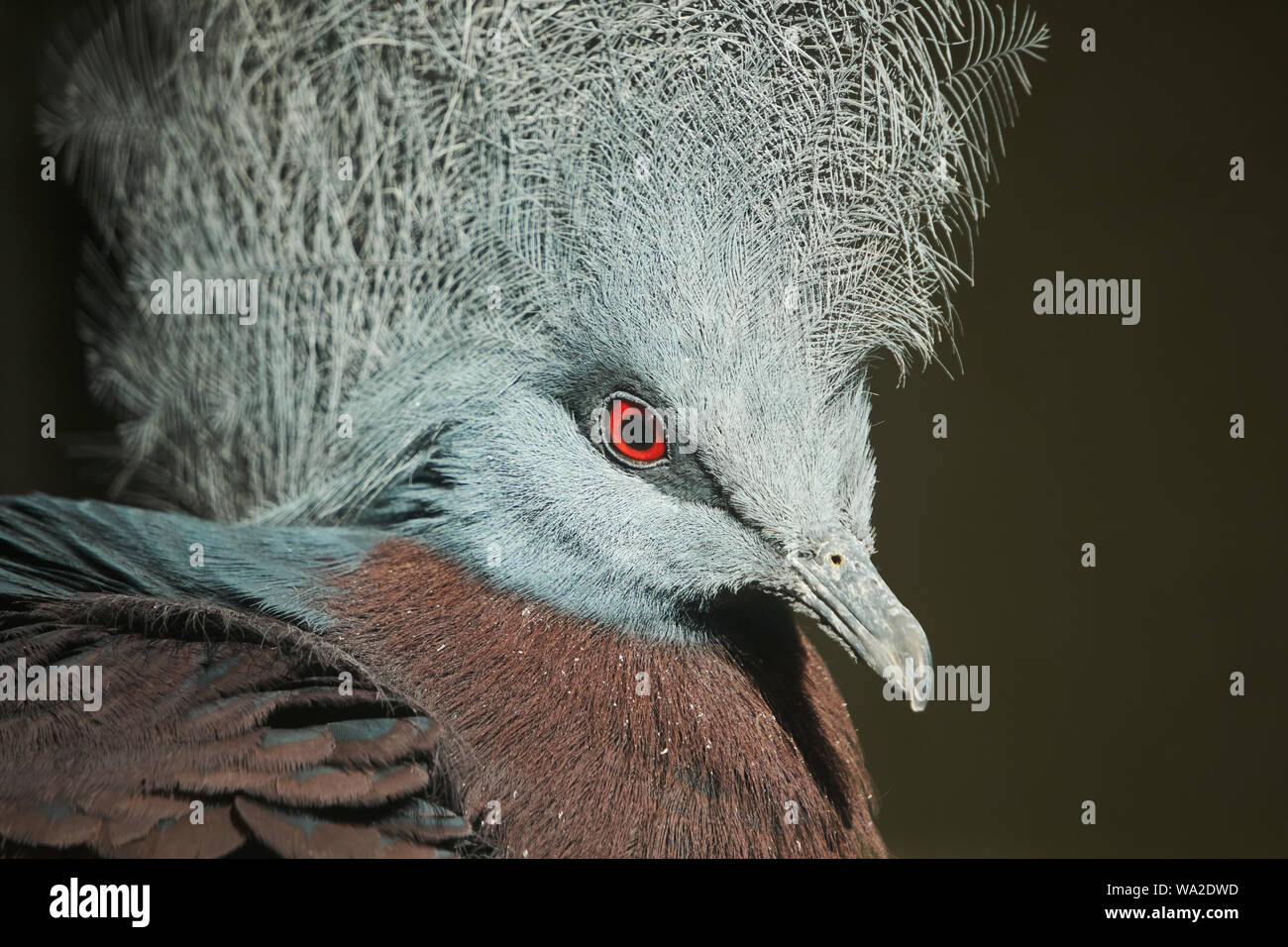 Purple chest rockhopper dove Stock Photo - Alamy
