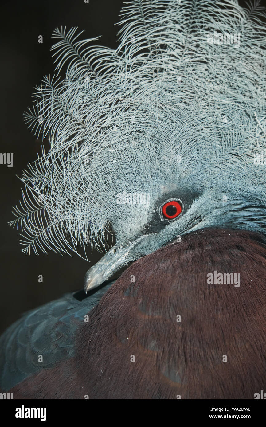 Purple chest rockhopper dove Stock Photo - Alamy