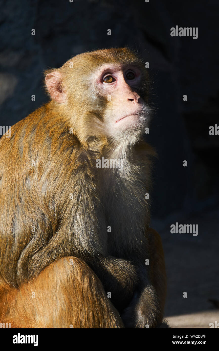 Monkey sitting up hi-res stock photography and images - Alamy