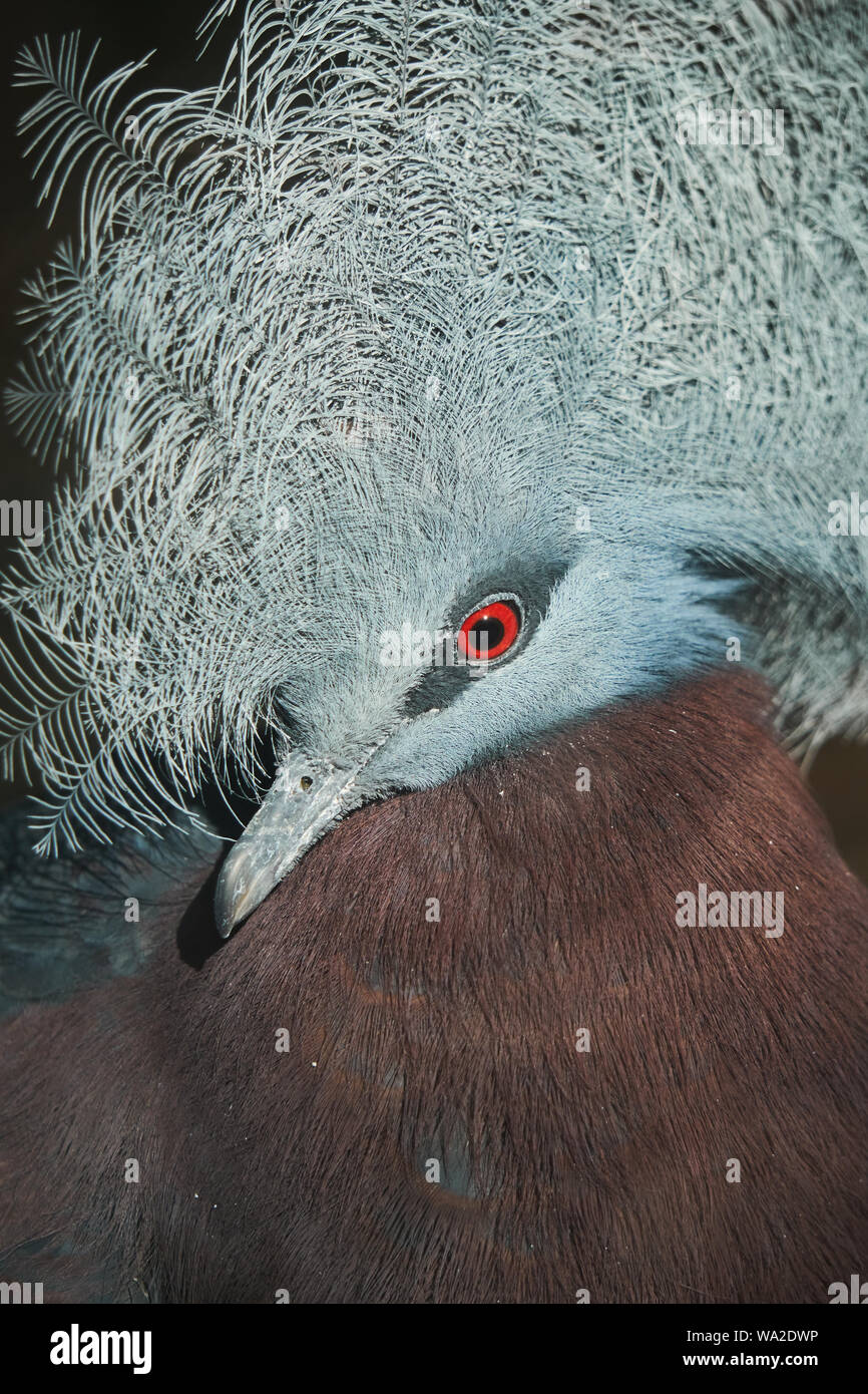 Purple chest rockhopper dove Stock Photo - Alamy