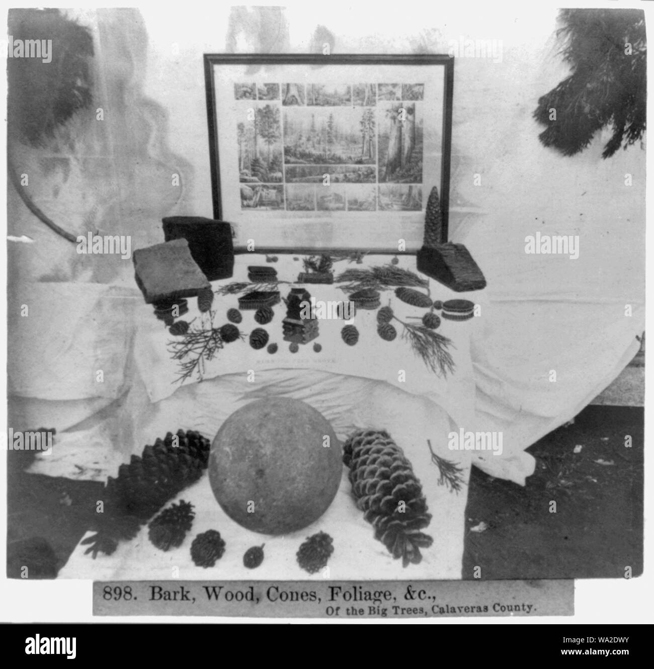 American foliage forest Black and White Stock Photos & Images - Alamy