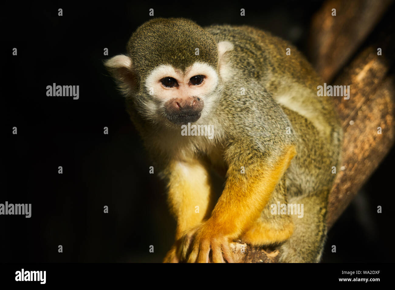 Monkey standing up hi-res stock photography and images - Alamy