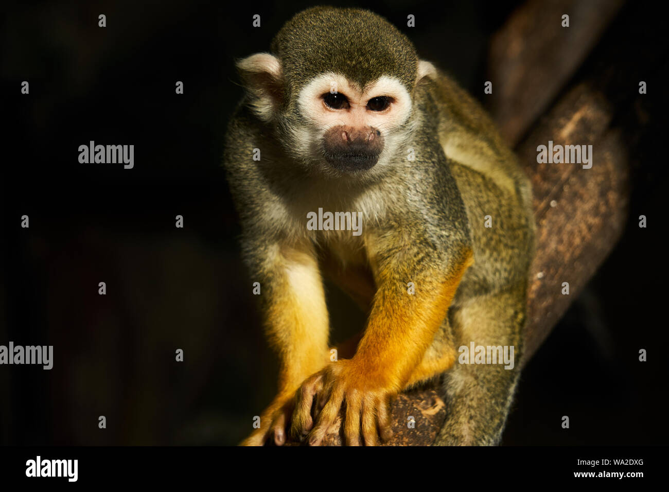 Monkey standing up hi-res stock photography and images - Alamy