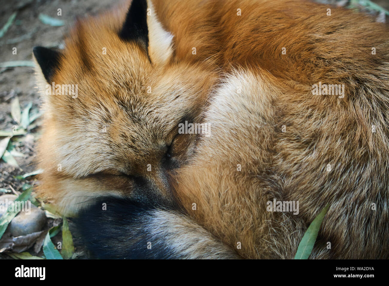Red fox sleeping Stock Photo - Alamy