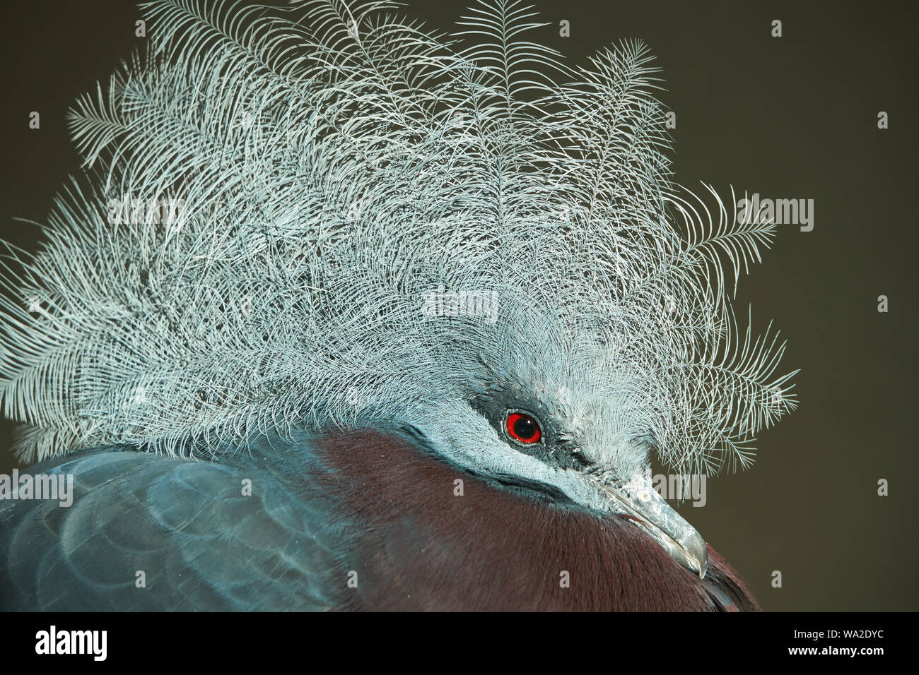 Purple chest rockhopper dove Stock Photo - Alamy