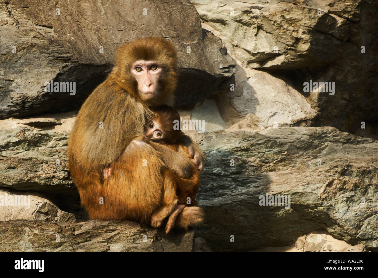 Beijing zoo monkey mother and child Stock Photo - Alamy