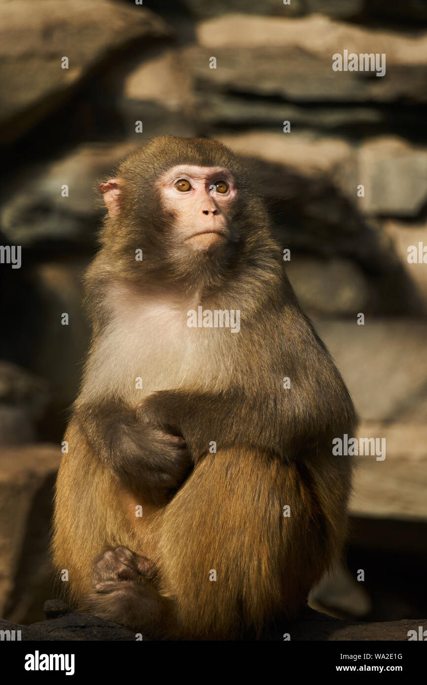 Beijing zoo monkey Stock Photo - Alamy