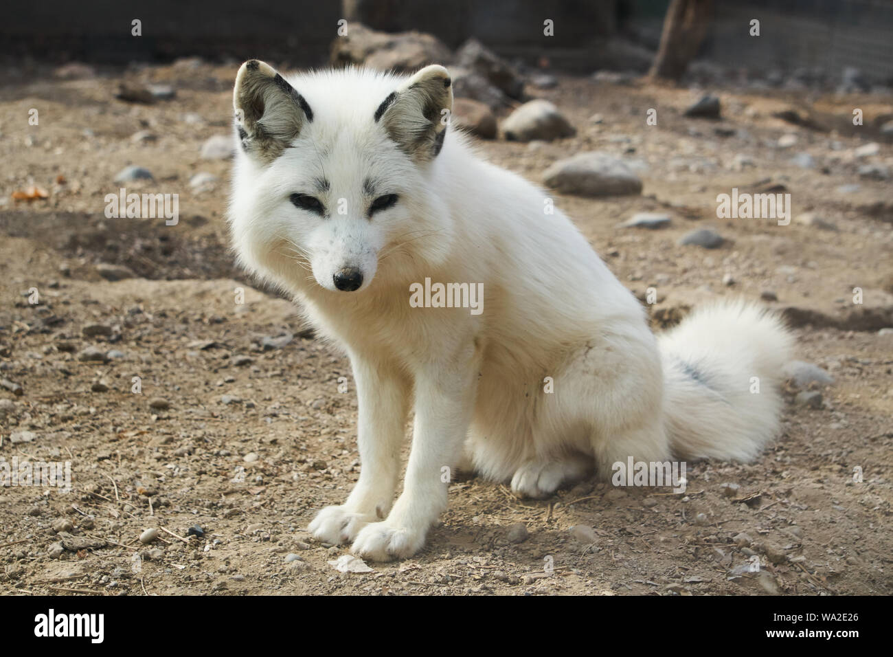 Beijing zoo arctic fox Stock Photo - Alamy