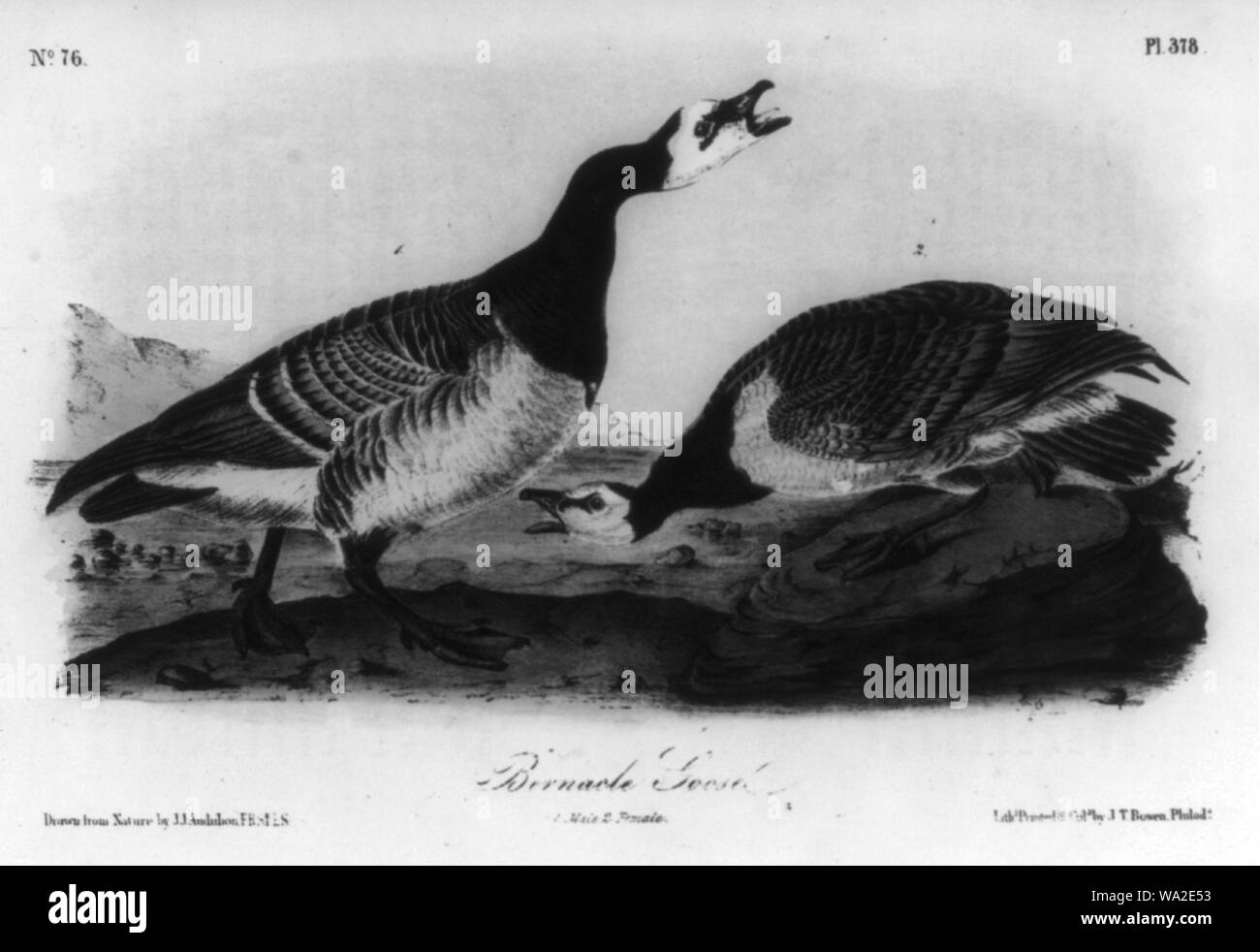 Goose species hi-res stock photography and images - Alamy