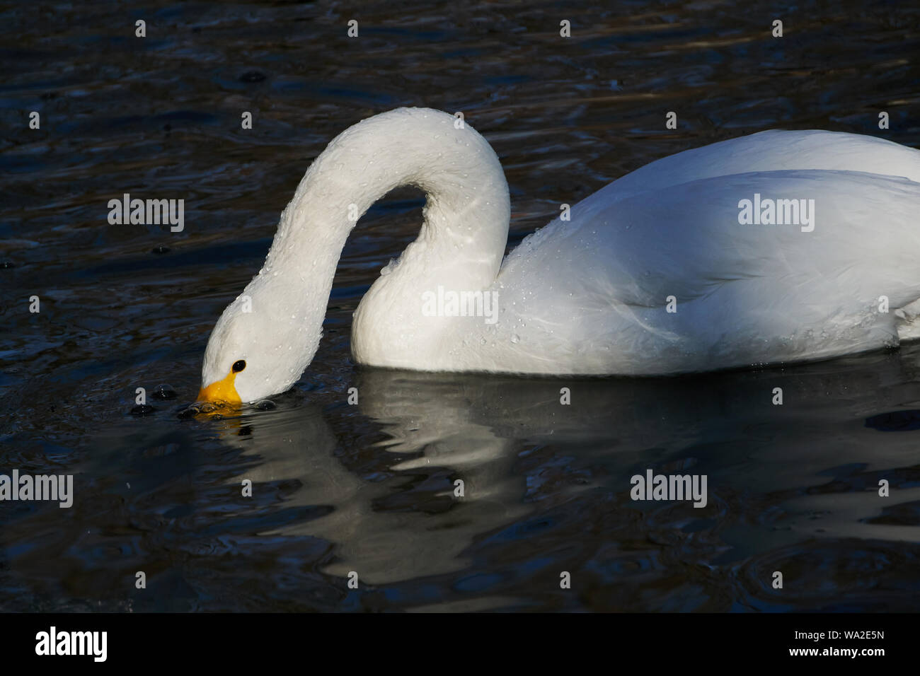 Human swan hi-res stock photography and images - Alamy