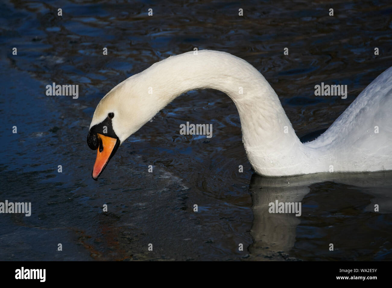 Human swan hi-res stock photography and images - Alamy