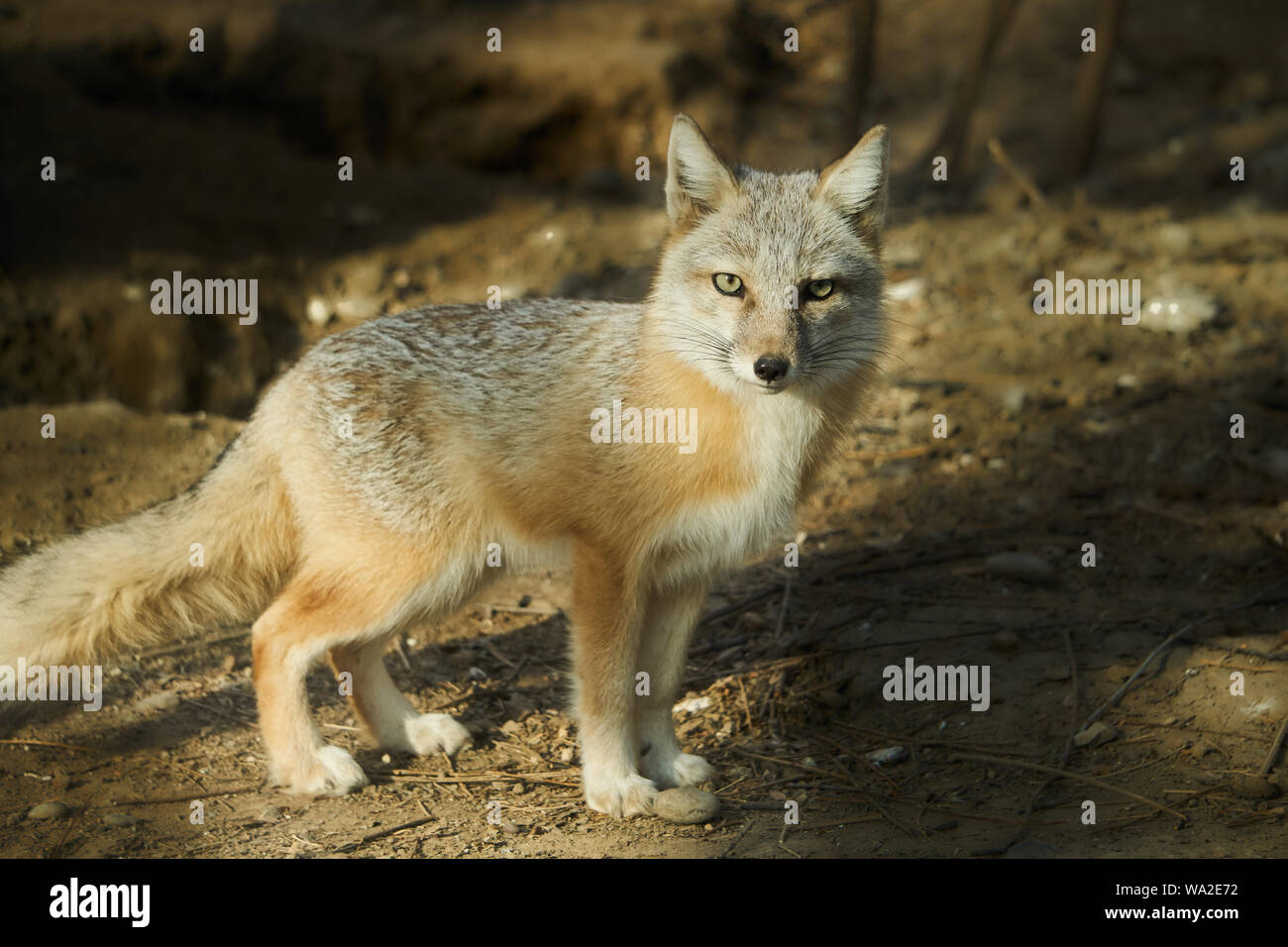 Sha hu hi-res stock photography and images - Alamy