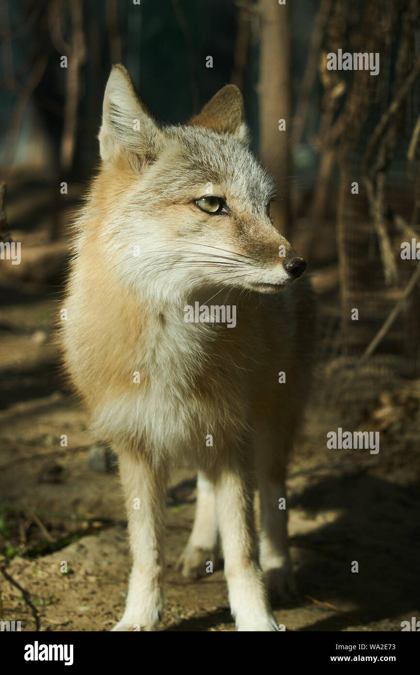 Sha hu hi-res stock photography and images - Alamy