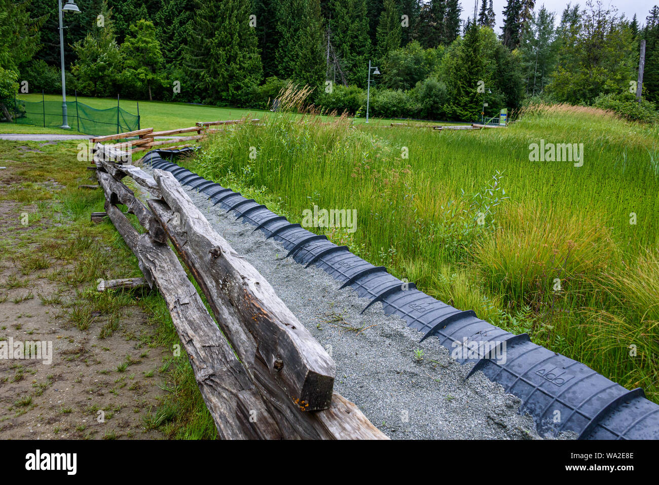 2 toads hi-res stock photography and images - Alamy