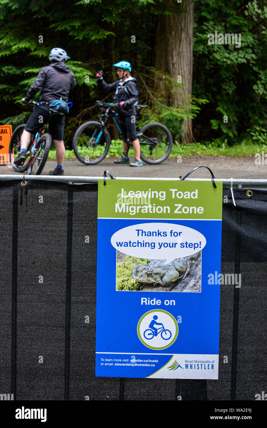 WHISTLER, BC/CANADA – AUGUST 2, 2019: Annual Western Toad migration ...