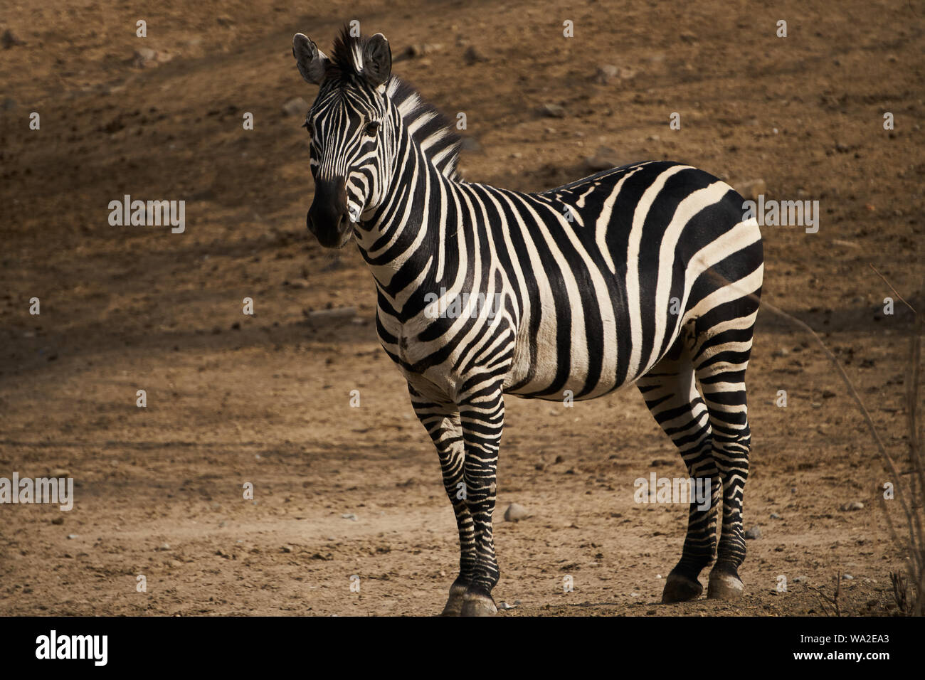 One zebra standing hi-res stock photography and images - Alamy