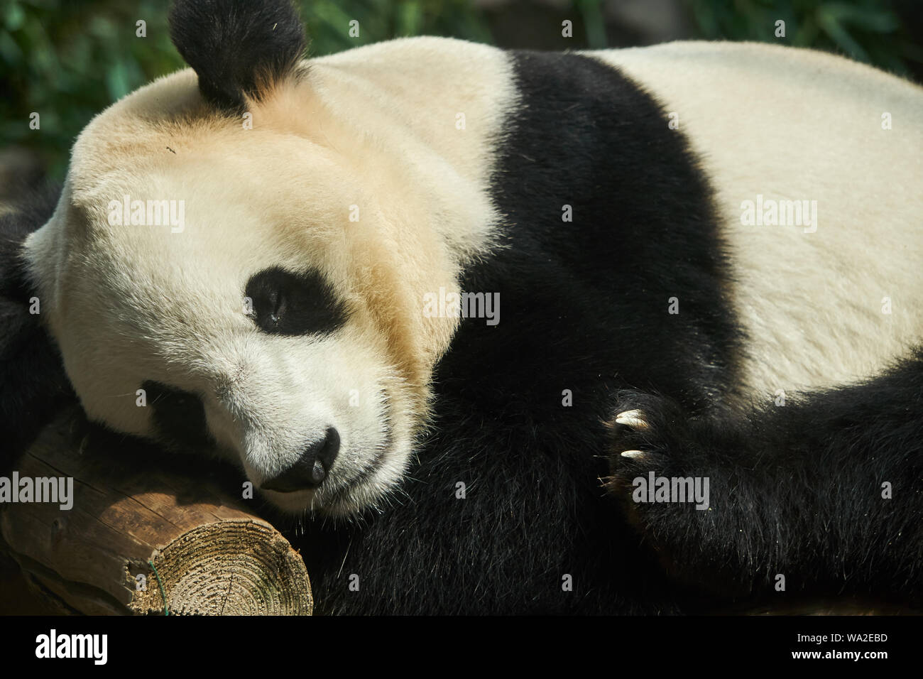 The giant panda Stock Photo - Alamy