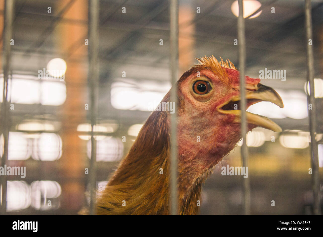 Appenzeller chicken hi-res stock photography and images - Alamy