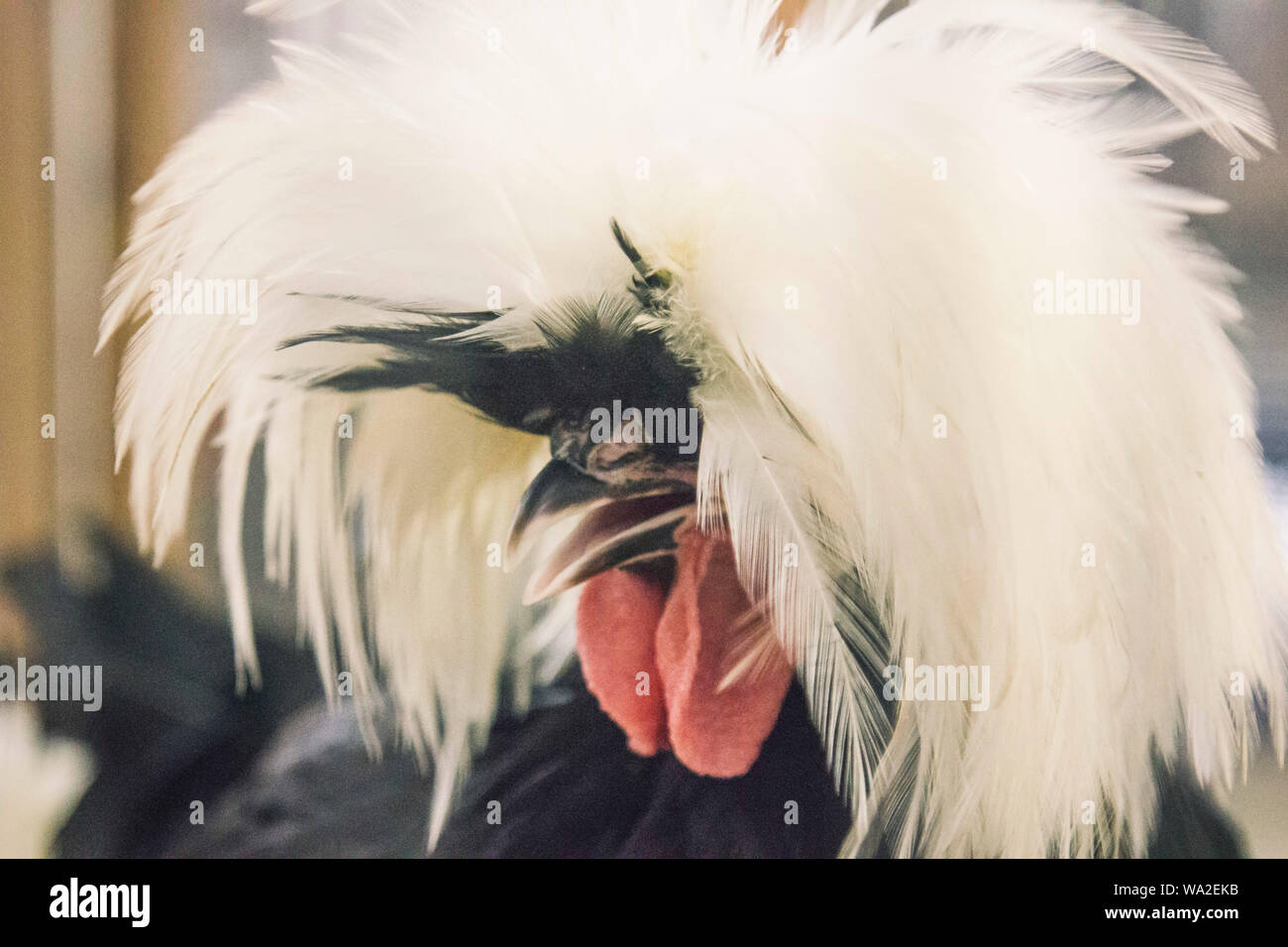 New york state fair syracuse hi-res stock photography and images - Alamy