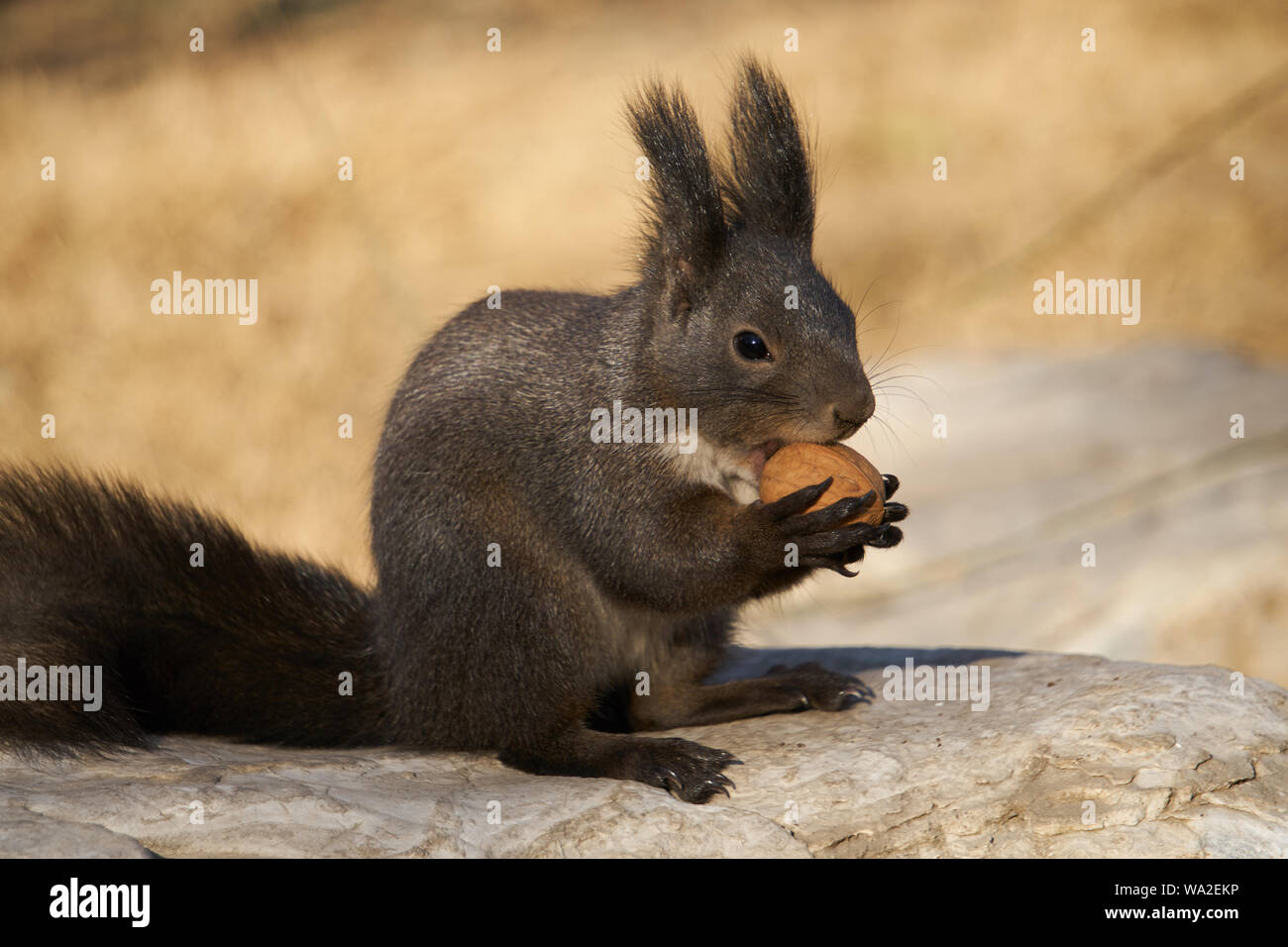 Squirrels eat walnuts Stock Photo - Alamy