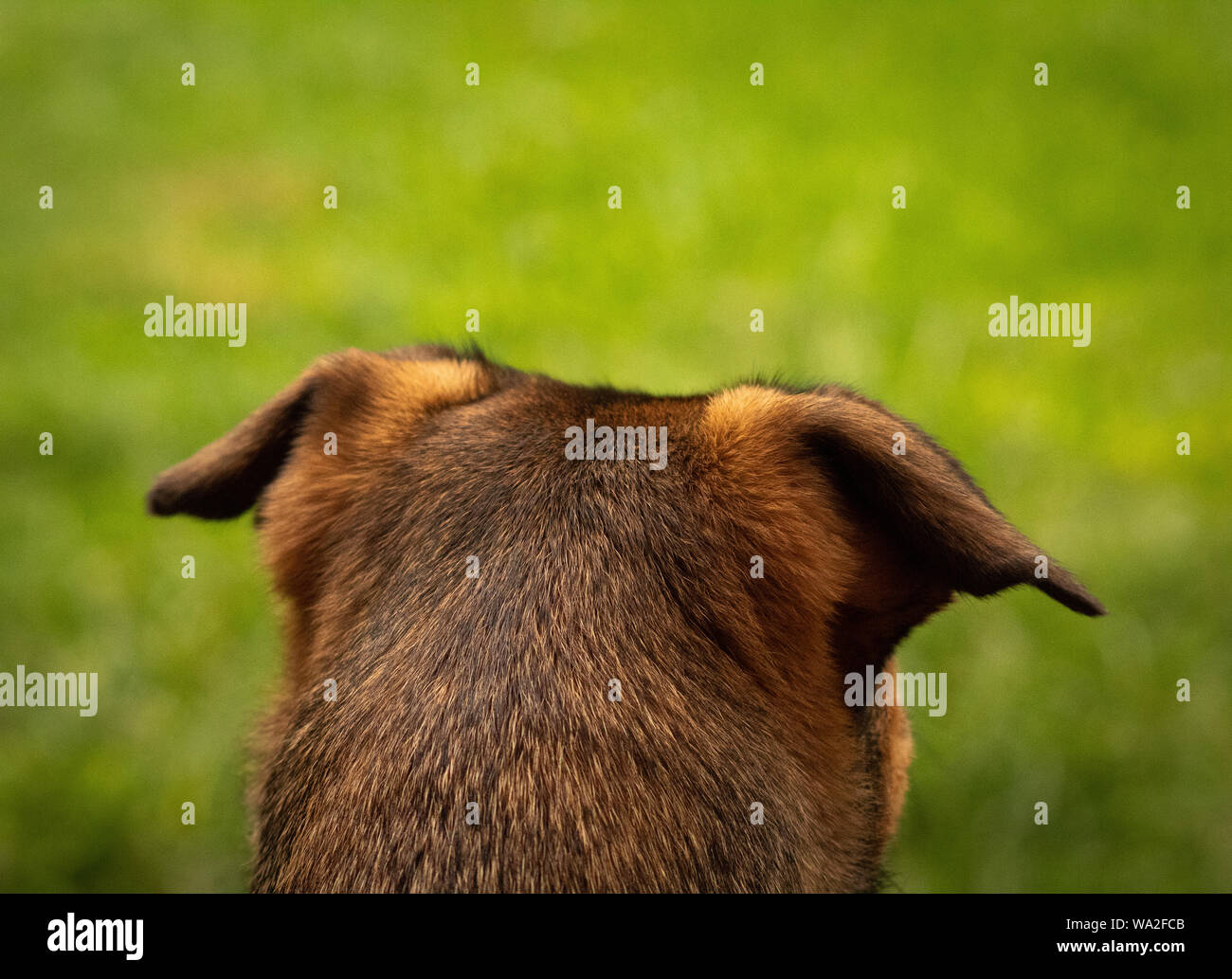 Perro saludable hi-res stock photography and images - Alamy
