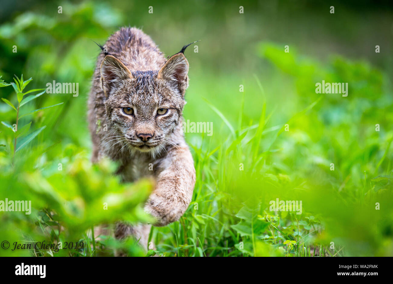 Wild lynx ( Lynx canadensis Stock Photo - Alamy