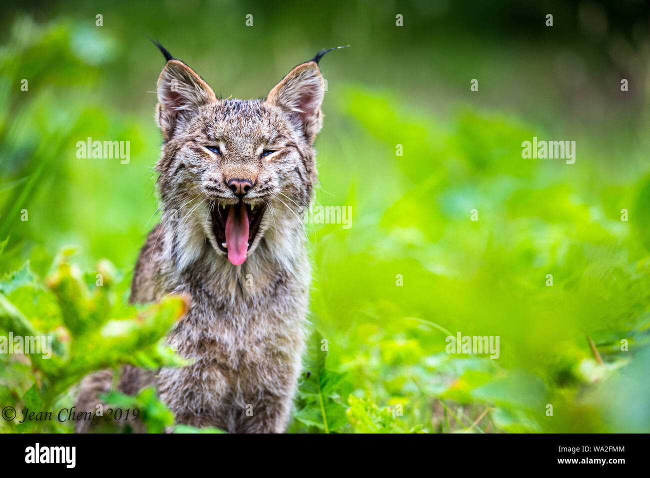 Wild lynx ( Lynx canadensis Stock Photo - Alamy